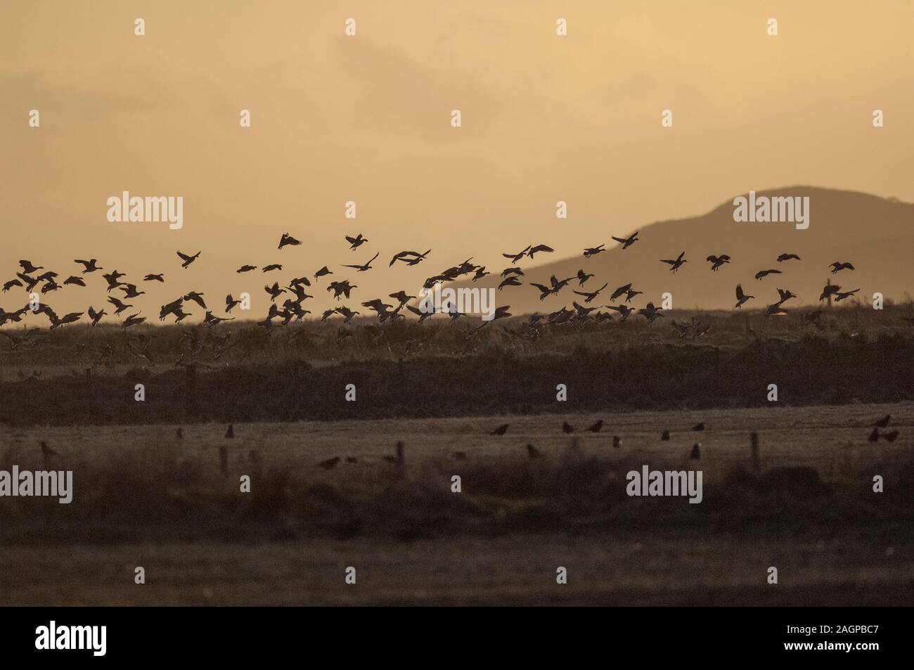 Mersehead rspb reserve hi-res stock photography and images - Alamy