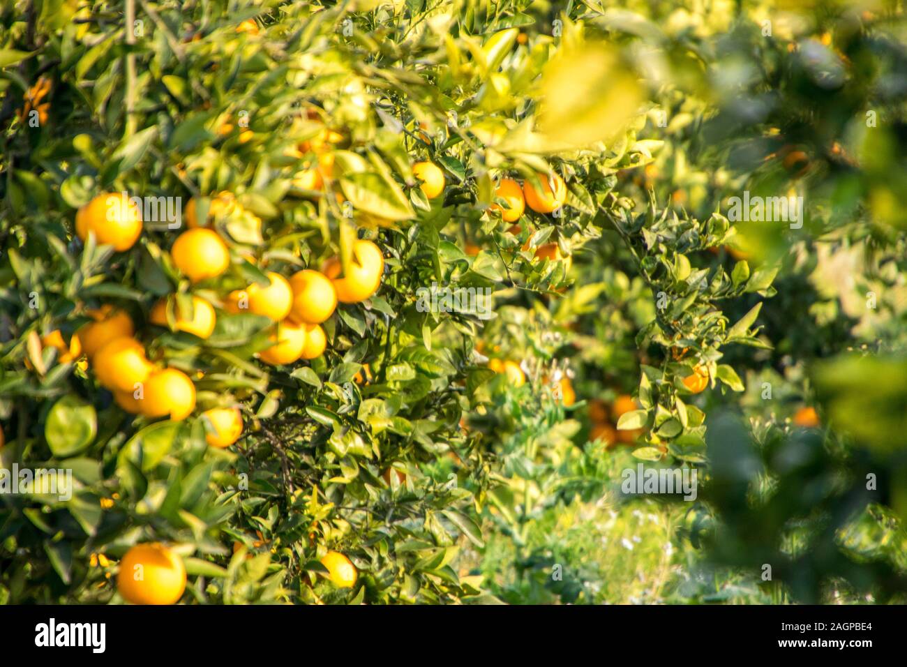 A typical orange orchid in Sicily, Italy. These fantastic fruits are ...