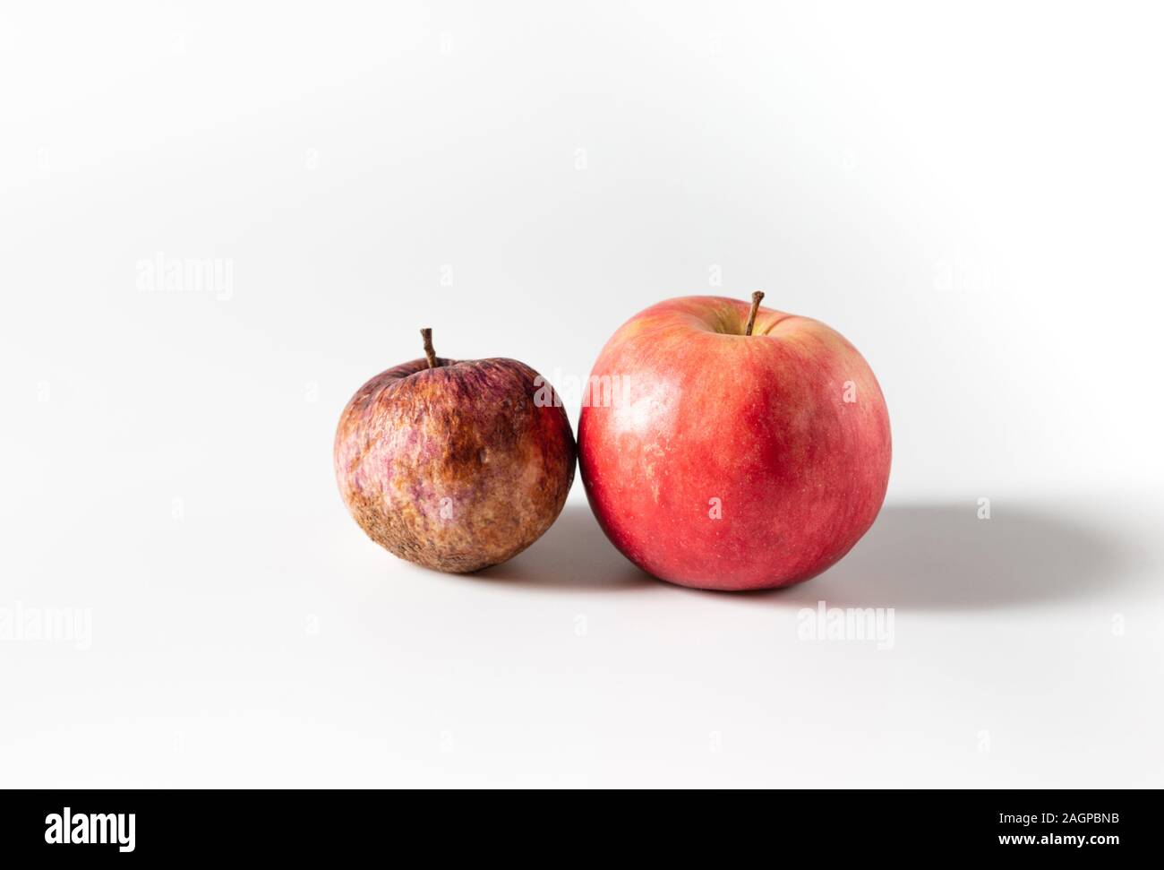 Rotten old and fresh ripe apples on a white background. Trendy ugly ...