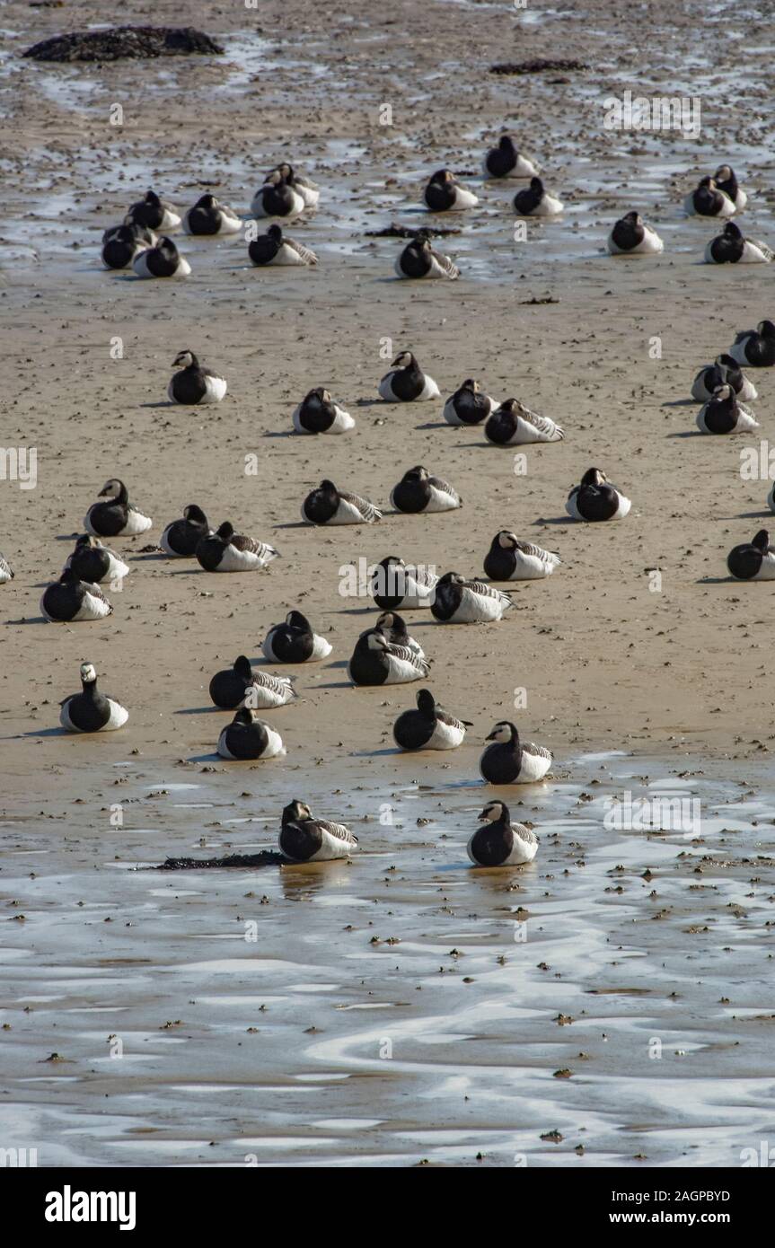 Barnacle Goose (Branta leucopsis) flock resting on tidal mudflats ...