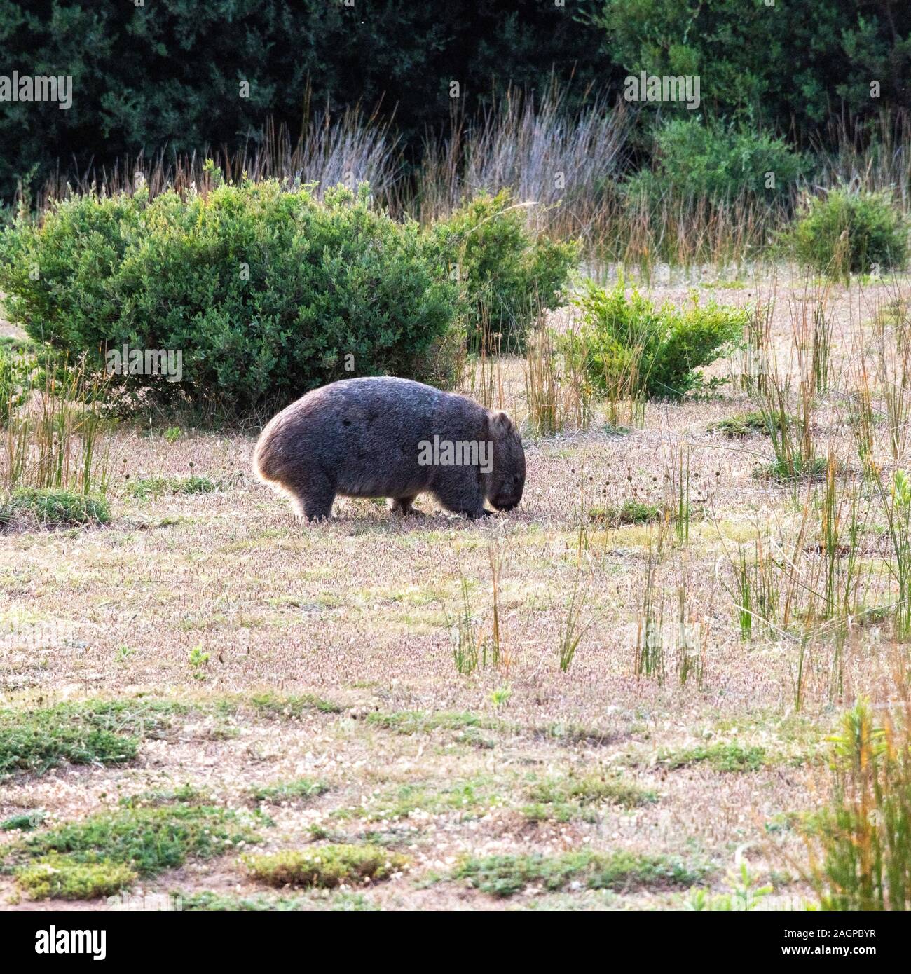 Wombat in the field Stock Photo - Alamy