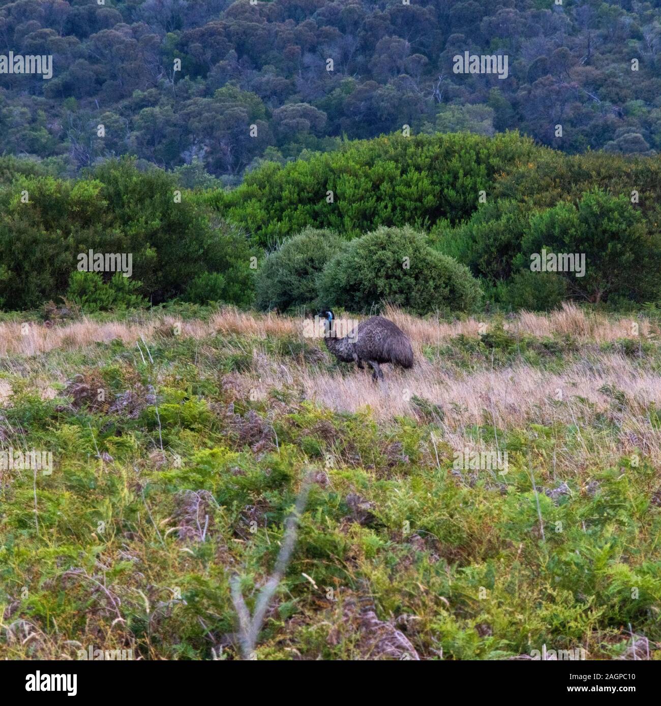 Emu in the wild Stock Photo - Alamy