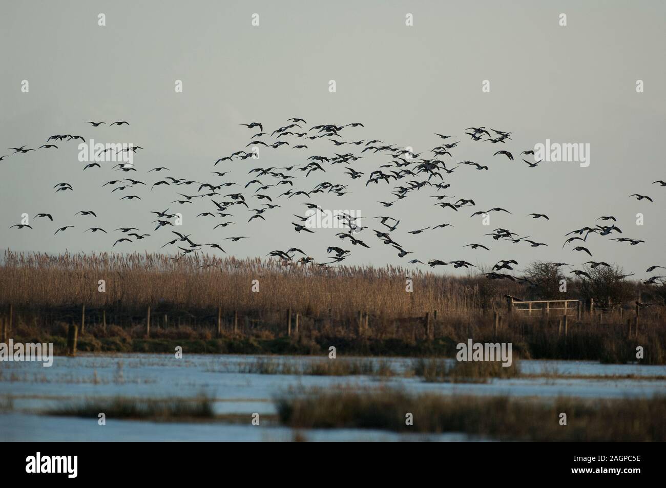Mersehead rspb reserve hi-res stock photography and images - Alamy