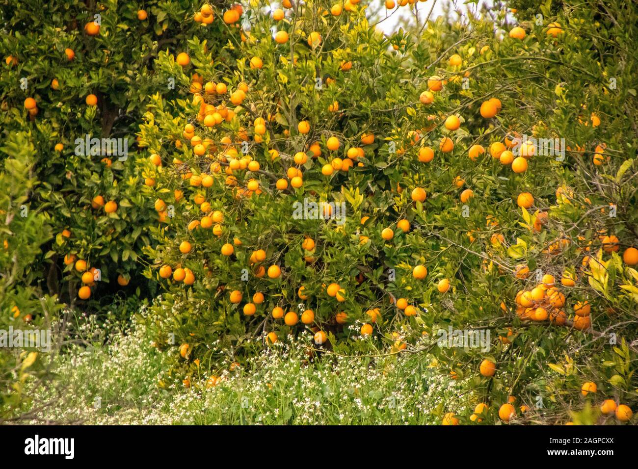 A typical orange orchid in Sicily, Italy. These fantastic fruits are ...