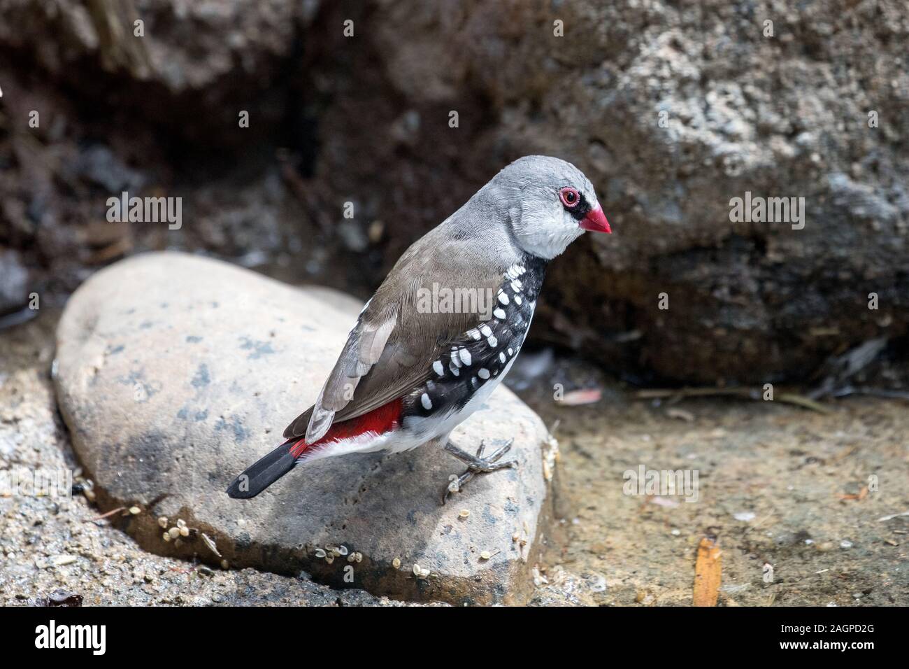 Diamond Firetail Finch Stock Photo - Alamy
