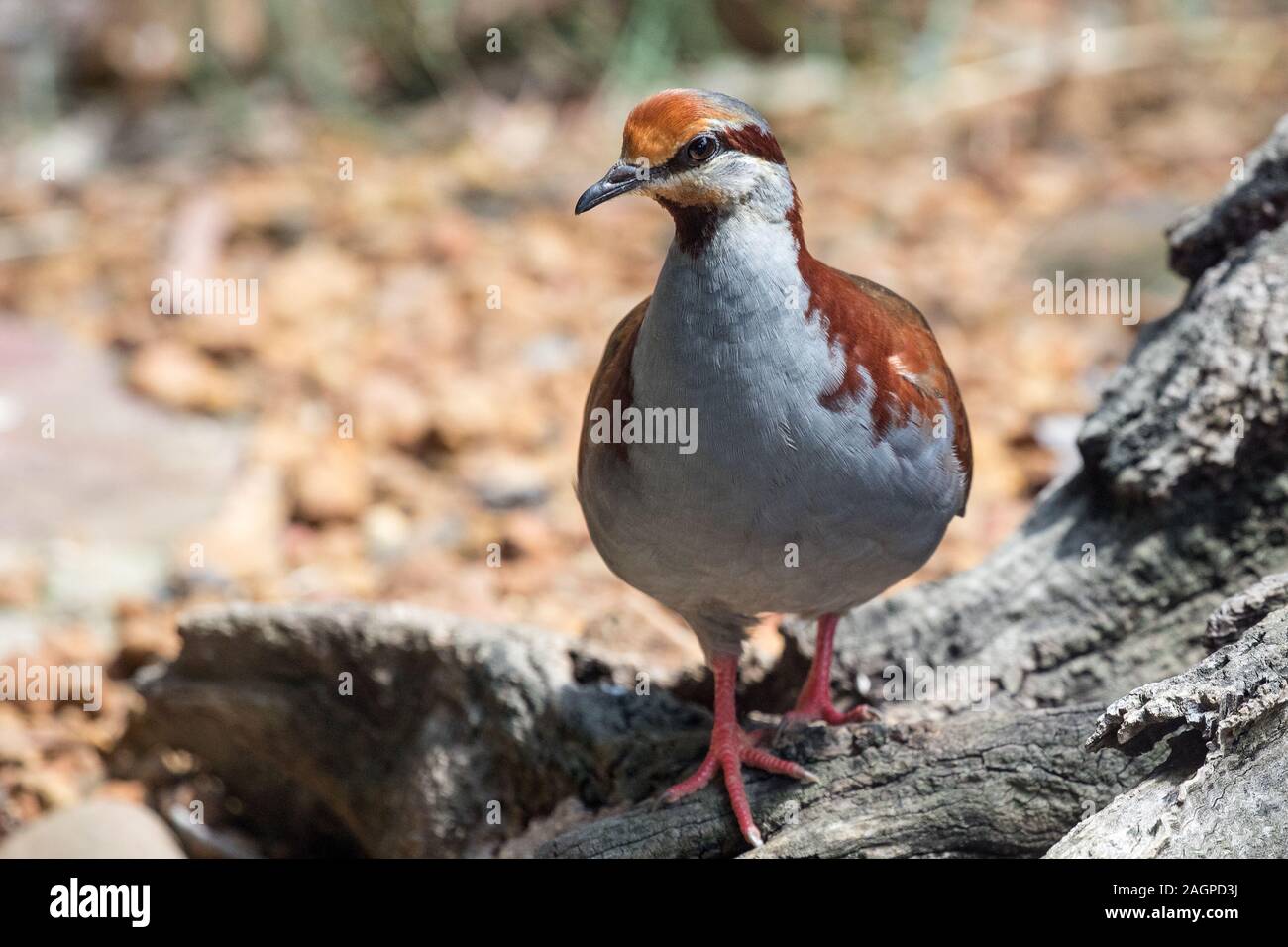 Bronzewing hi-res stock photography and images - Alamy