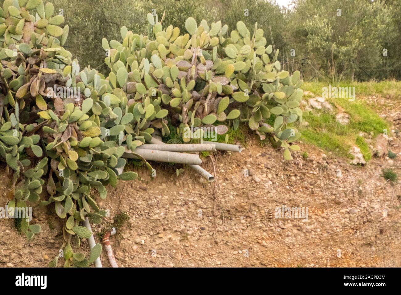 Typical Sicilian cactus plants growing on farmland in the countryside ...