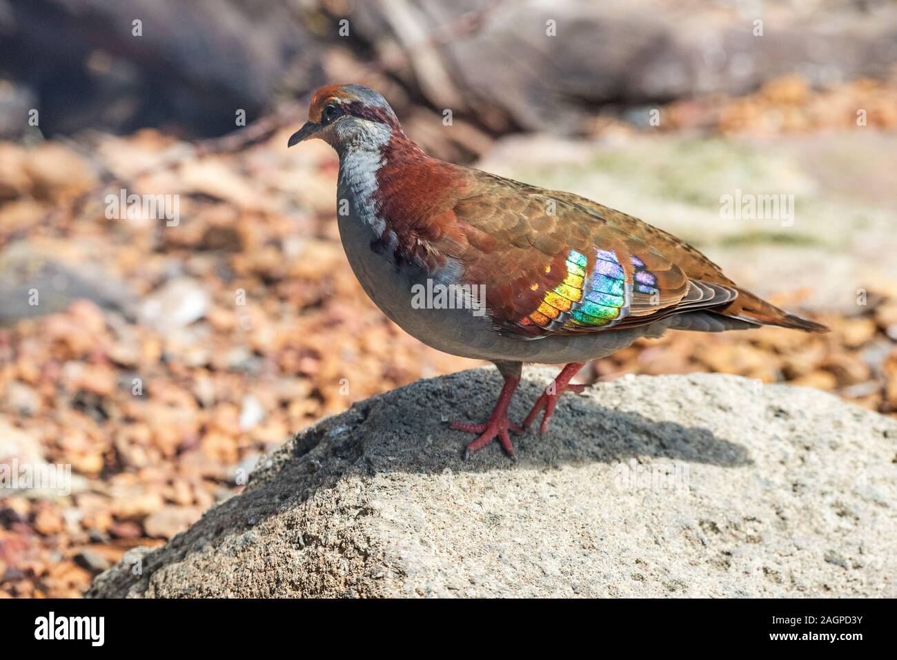 Bronzewing pigeon hi-res stock photography and images - Alamy