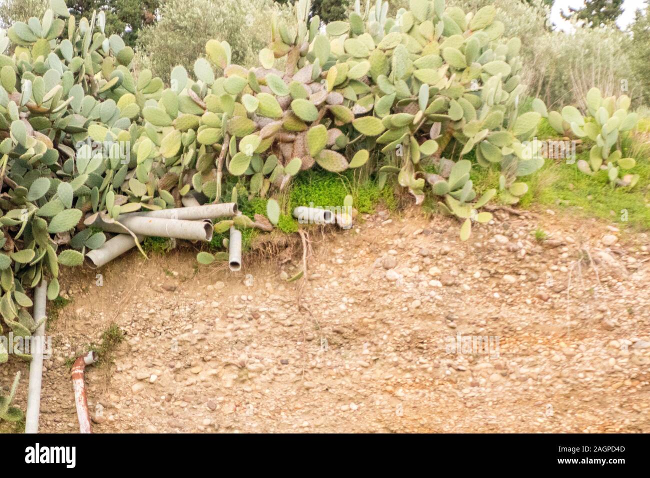 Typical Sicilian cactus plants growing on farmland in the countryside ...