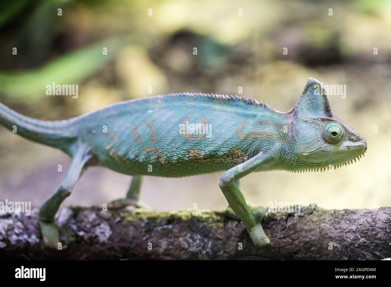 North african chameleon hi-res stock photography and images - Alamy