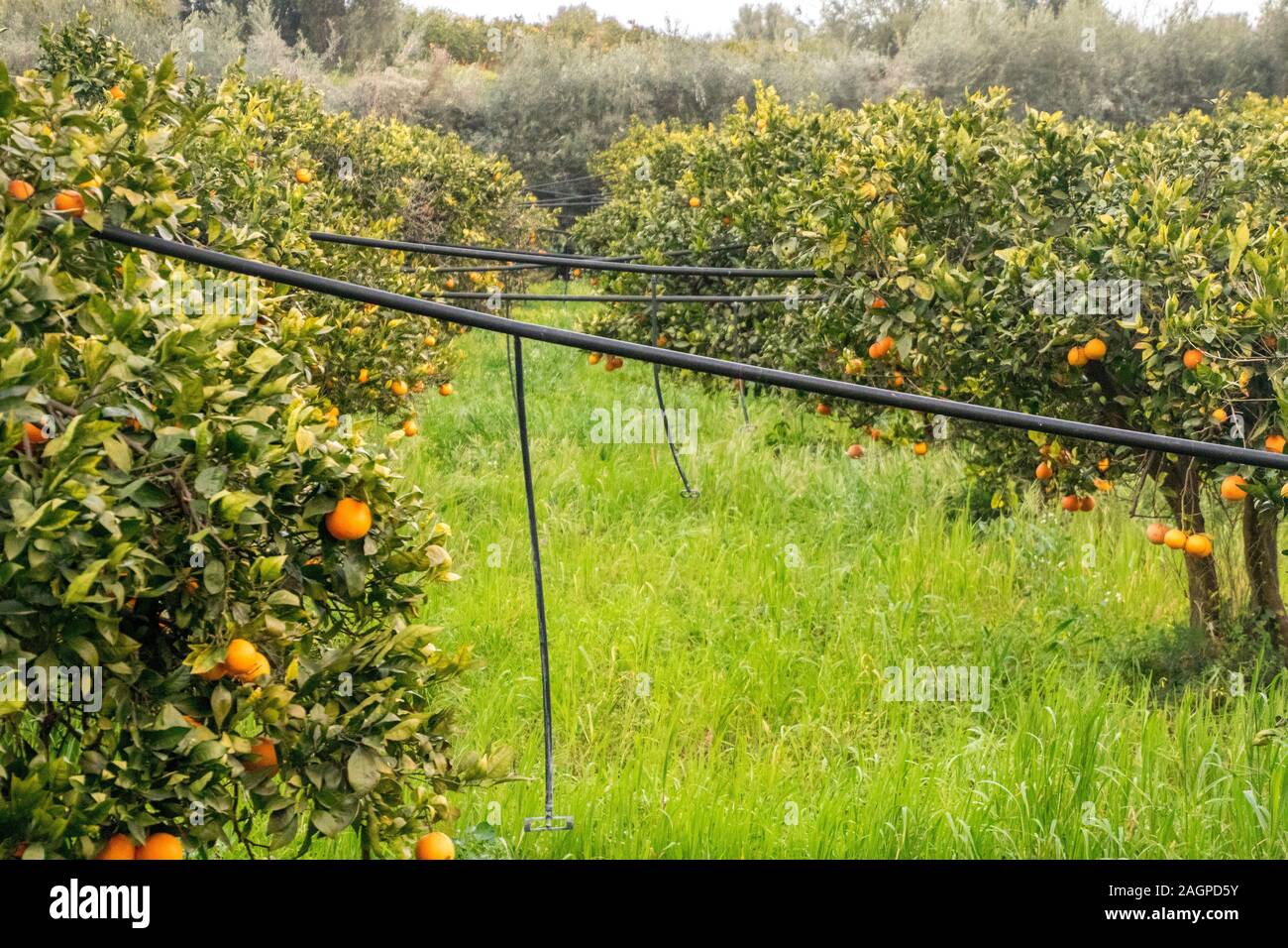 A typical orange orchid in Sicily, Italy. These fantastic fruits are ...