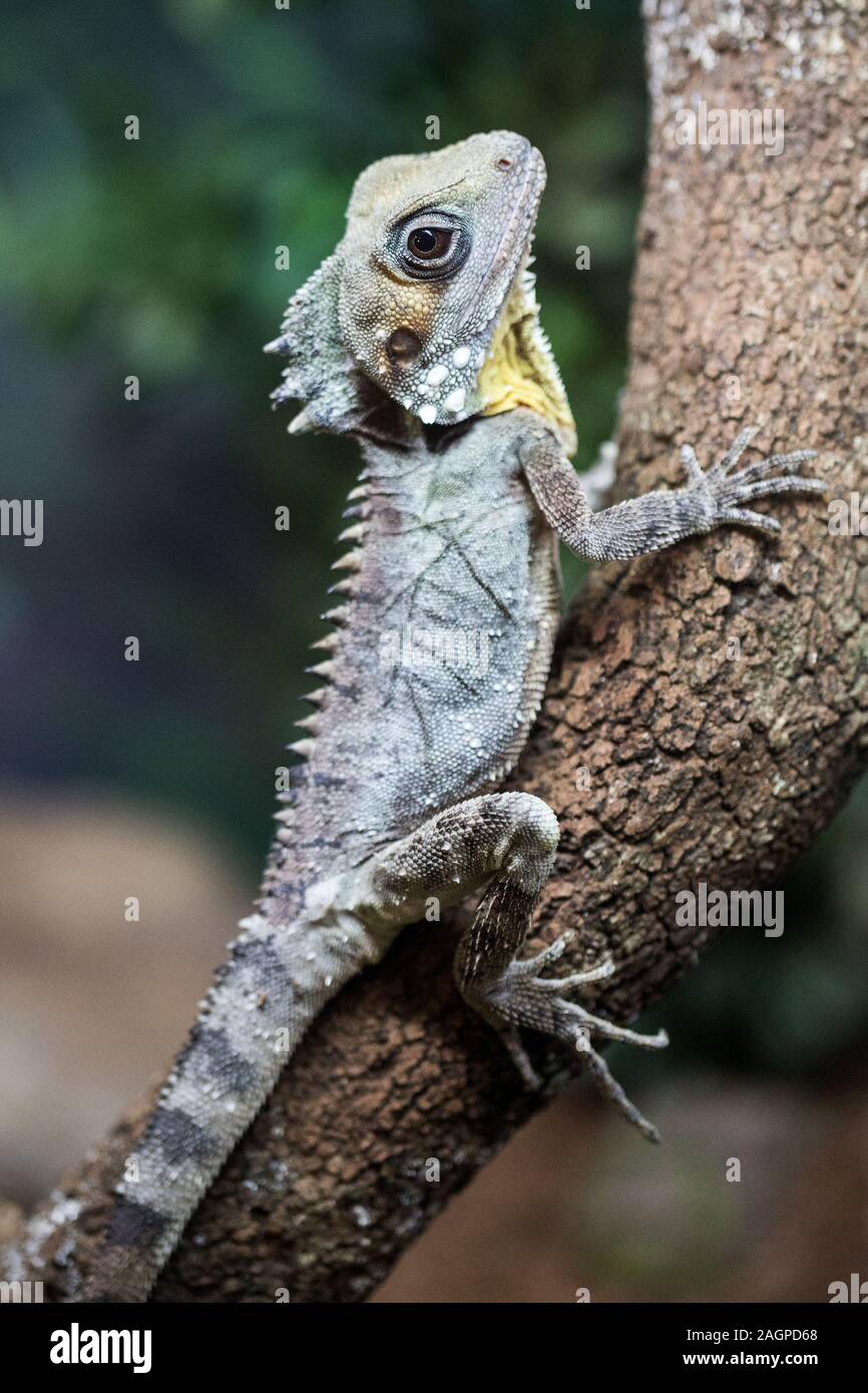 Boyd's Forest Dragon High Resolution Stock Photography and Images - Alamy
