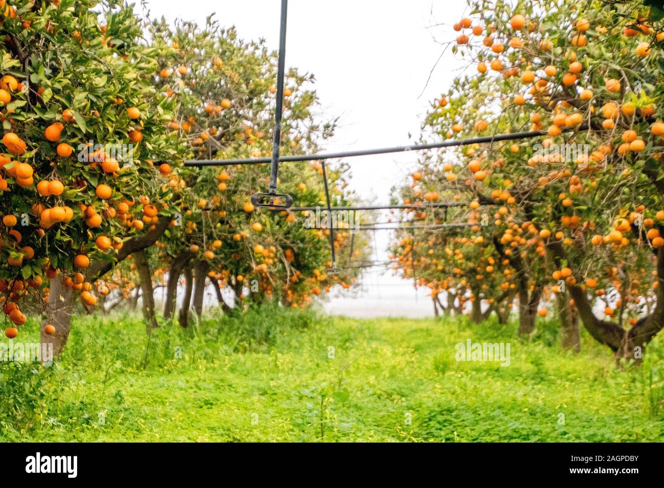 A typical orange orchid in Sicily, Italy. These fantastic fruits are ...