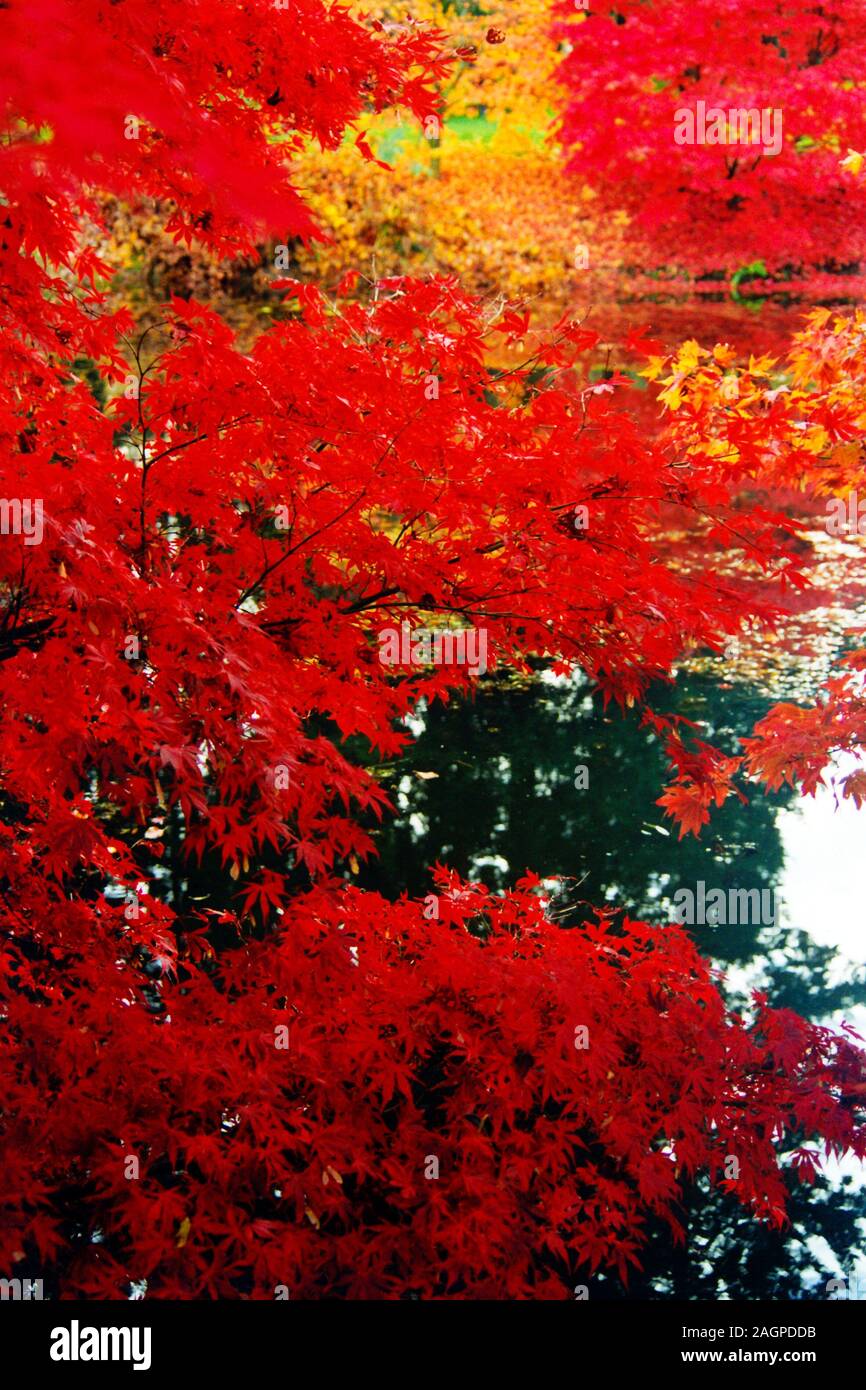 Autumn Glory Maple Tree in Blazing Colour Stock Photo - Alamy
