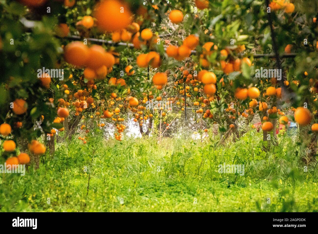 A typical orange orchid in Sicily, Italy. These fantastic fruits are ...