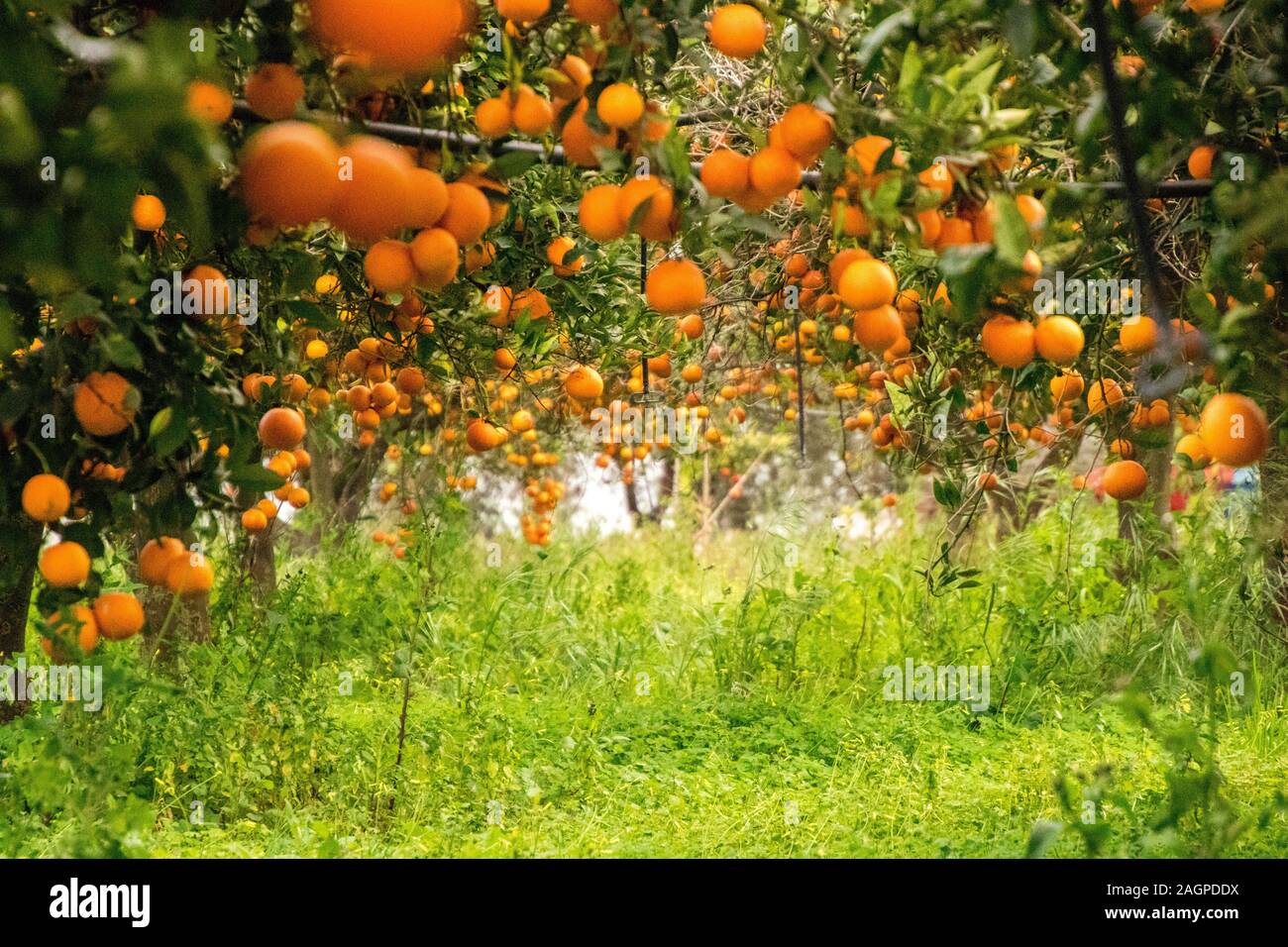 A typical orange orchid in Sicily, Italy. These fantastic fruits are ...