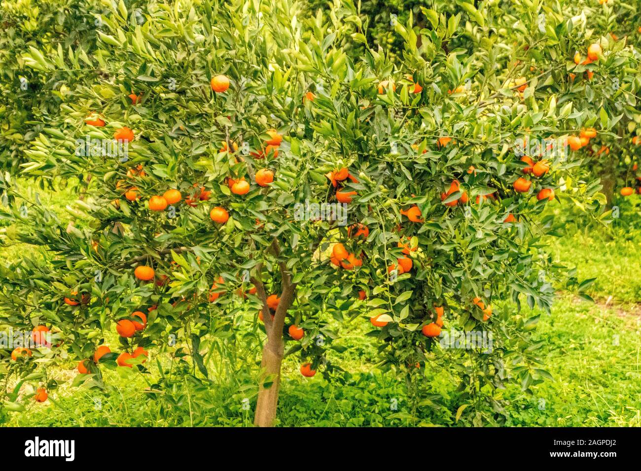 A typical orange orchid in Sicily, Italy. These fantastic fruits are ...