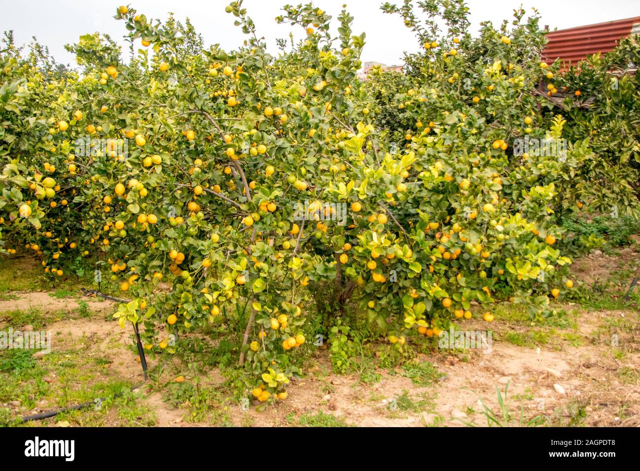 A lemon tree filled with fresh delicious lemons, in a Sicilian orchid ...