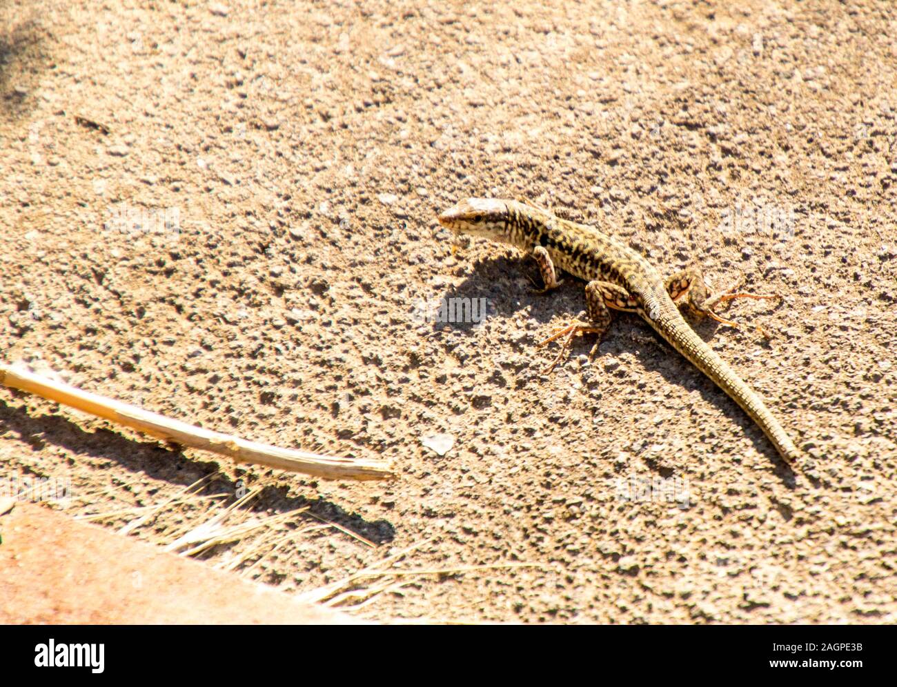 A bright green lizard makes way across a garage roof Stock Photo - Alamy