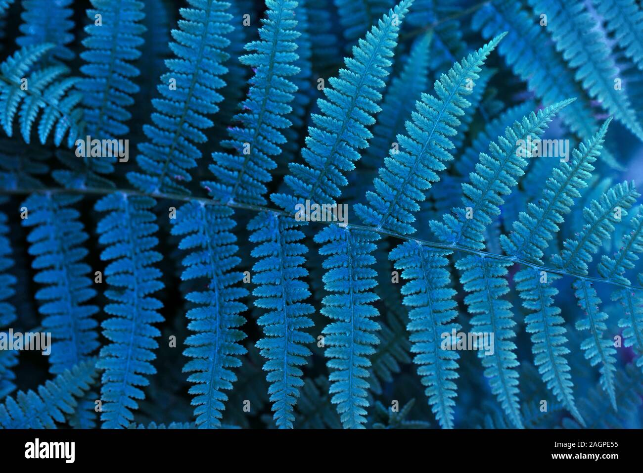 Beautiful blue neon fern close up. Floral texture and background ...