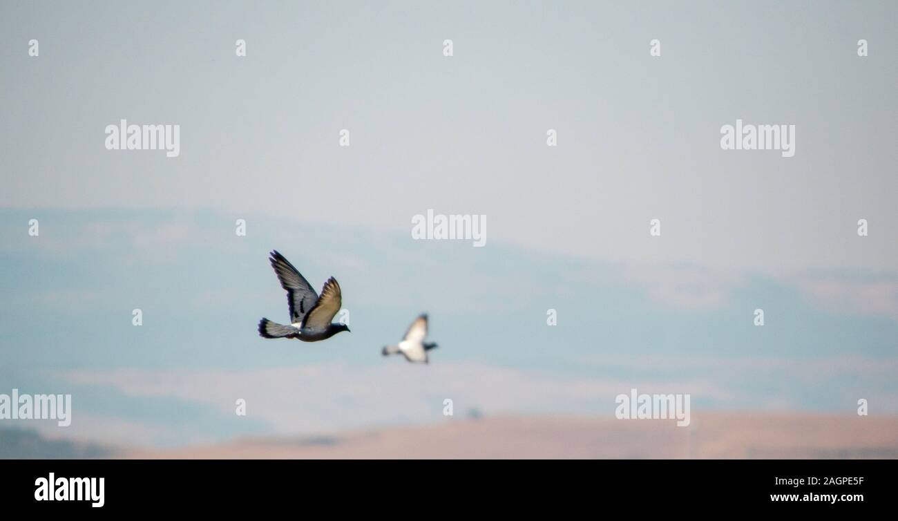 Pigeon flypast hi-res stock photography and images - Alamy