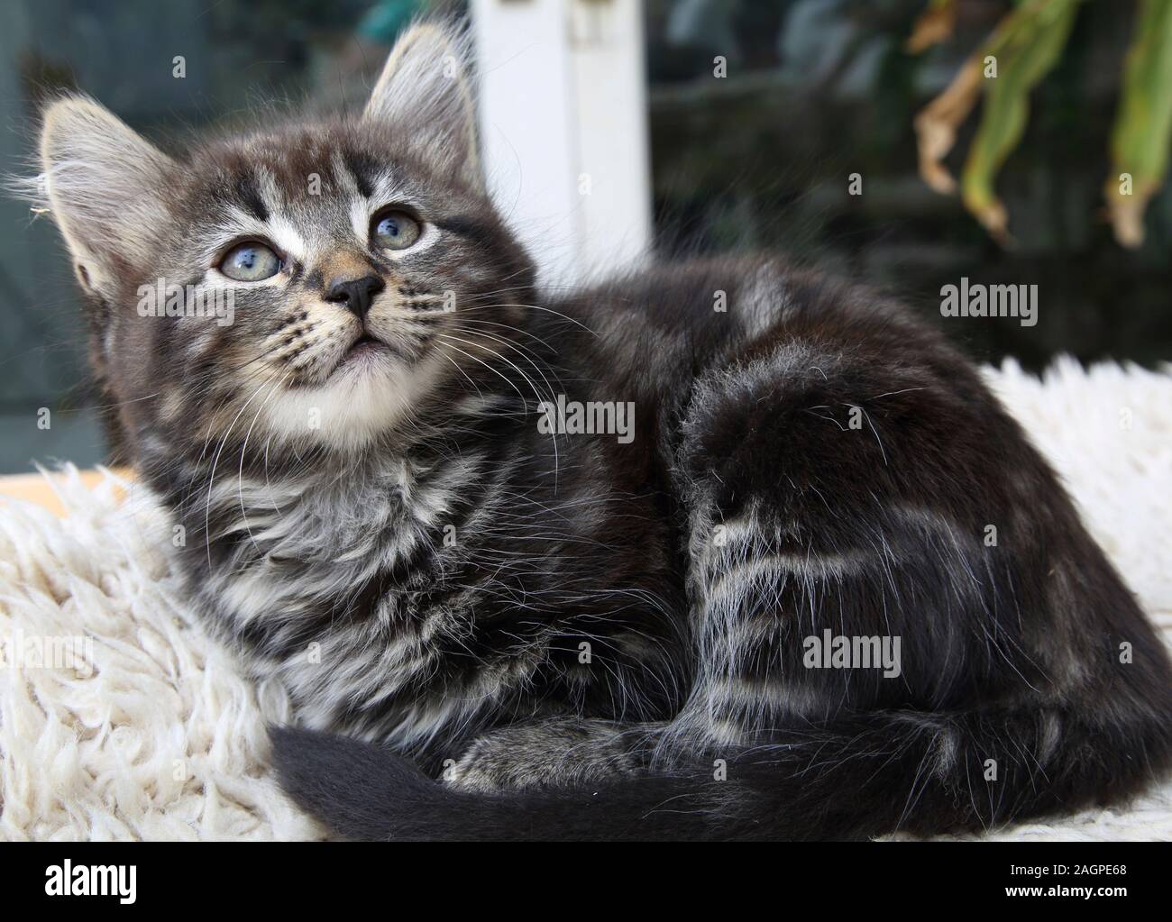 Silver Tabby Turkish Angora