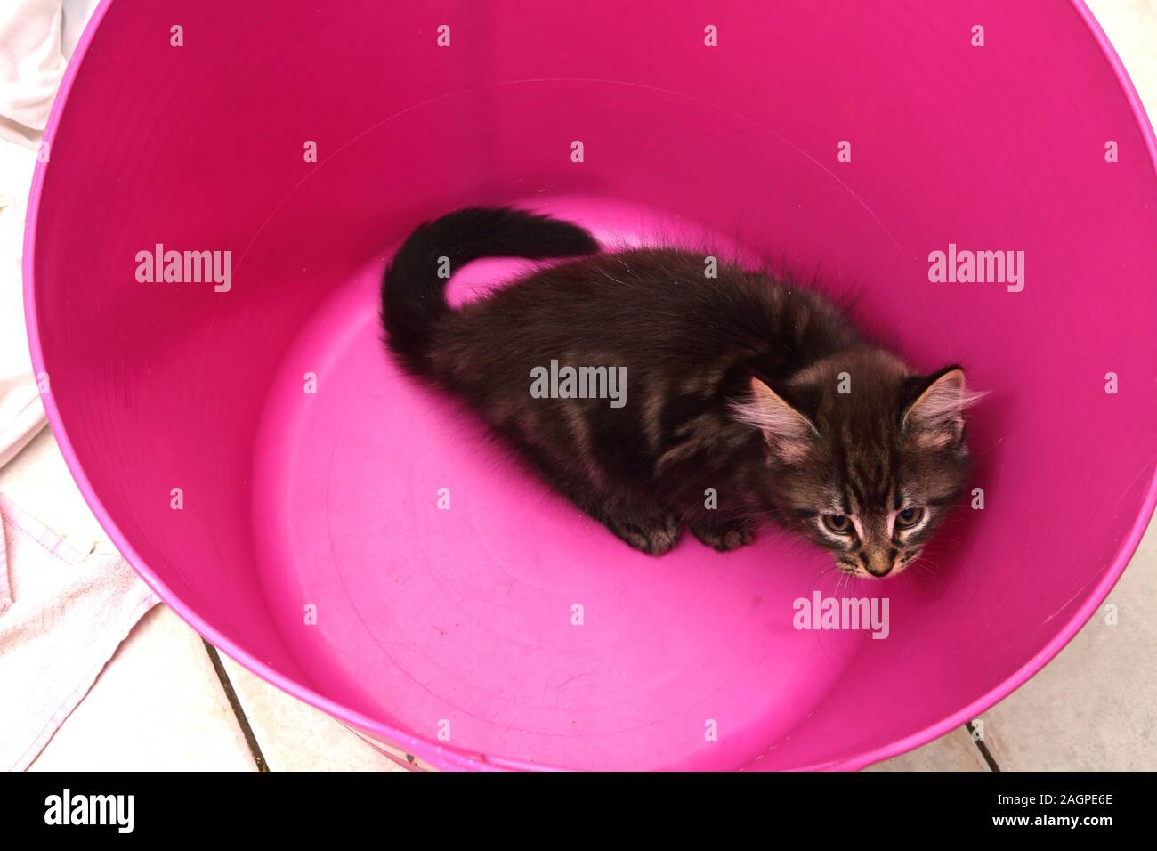 11 Weeks Old Tabby Turkish Angora Cross Kitten Playing in Pink Laundry ...