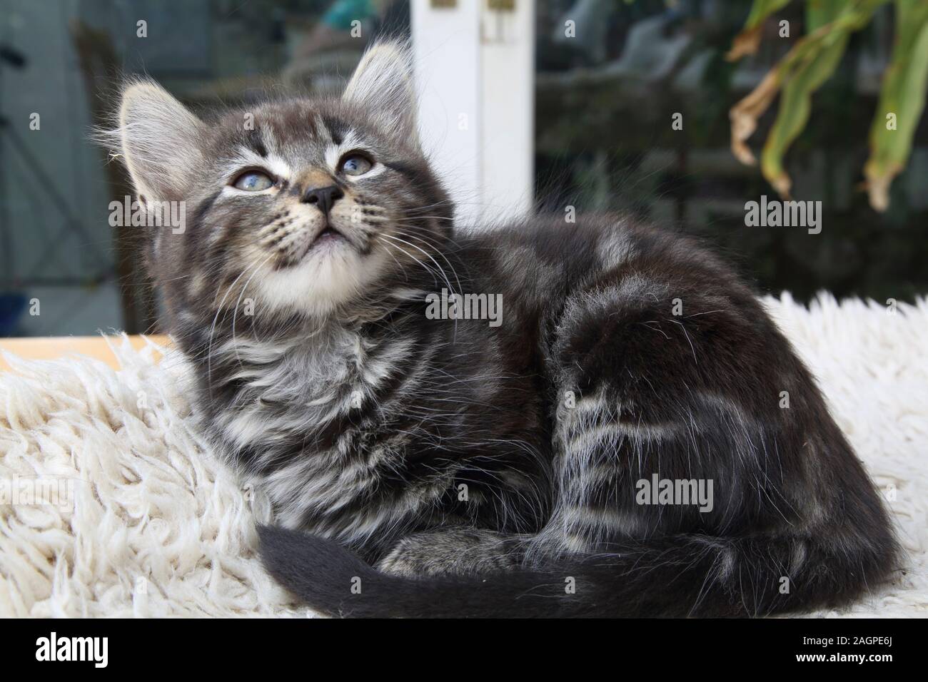11 Weeks Old Tabby Turkish Angora Cross Kitten Stock Photo - Alamy