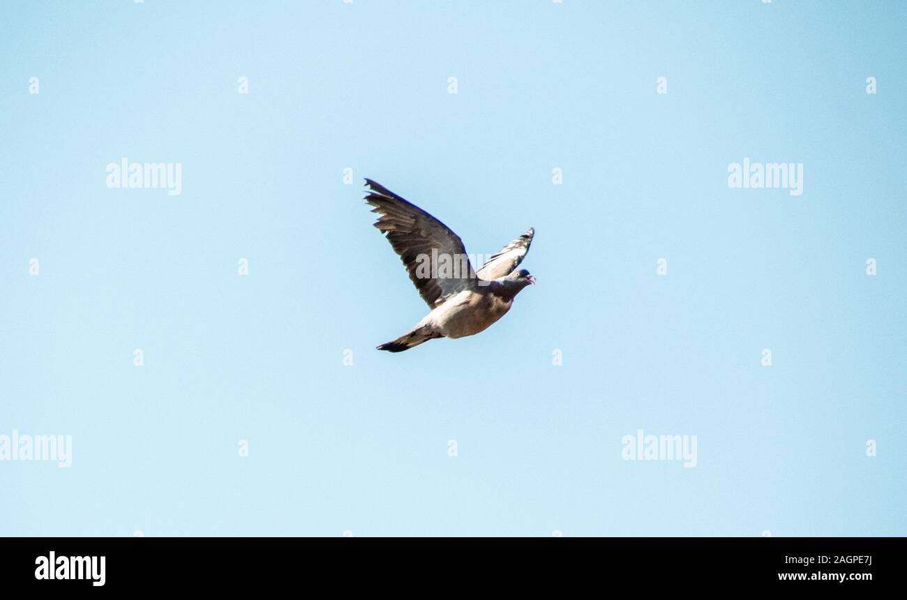 A pigeon in flight flies past the camera Stock Photo - Alamy