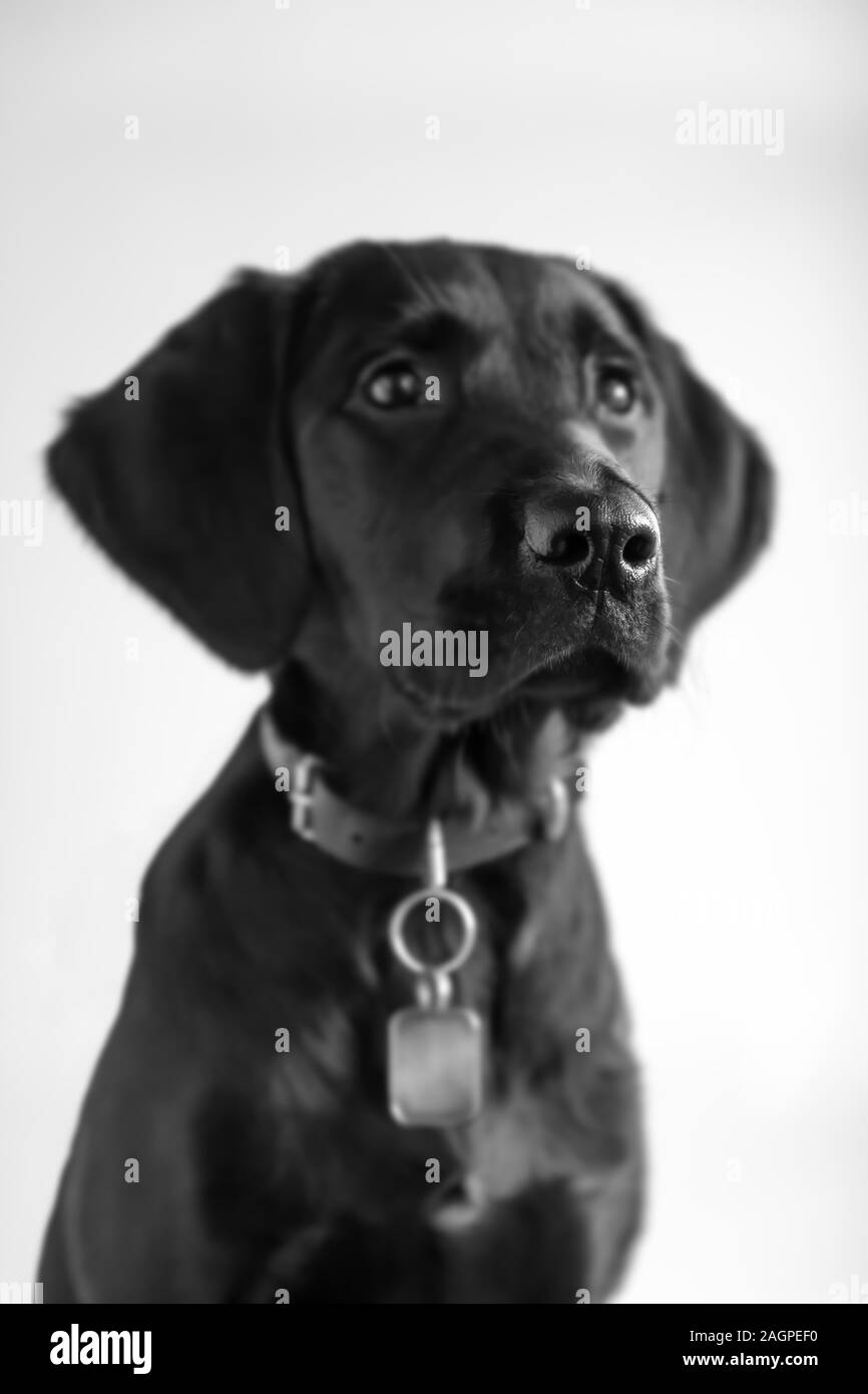 Labrador nostrils hi-res stock photography and images - Alamy