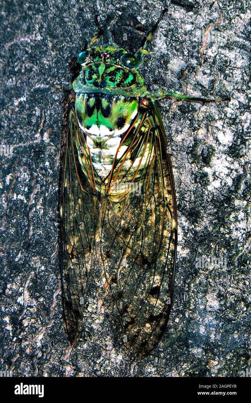 Cicadidae Stock Photos & Cicadidae Stock Images - Alamy