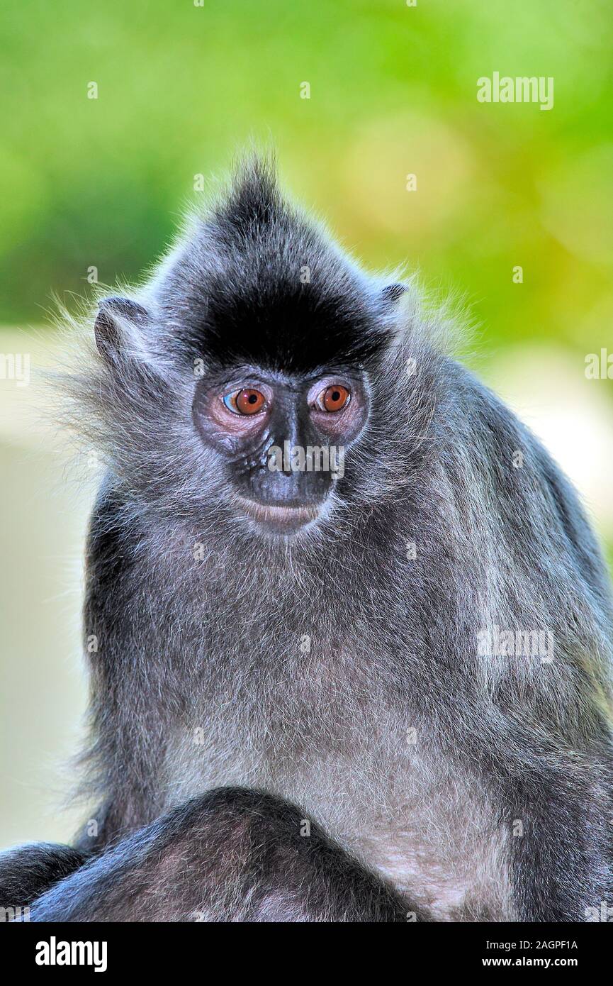 Silver Langur High Resolution Stock Photography and Images - Alamy