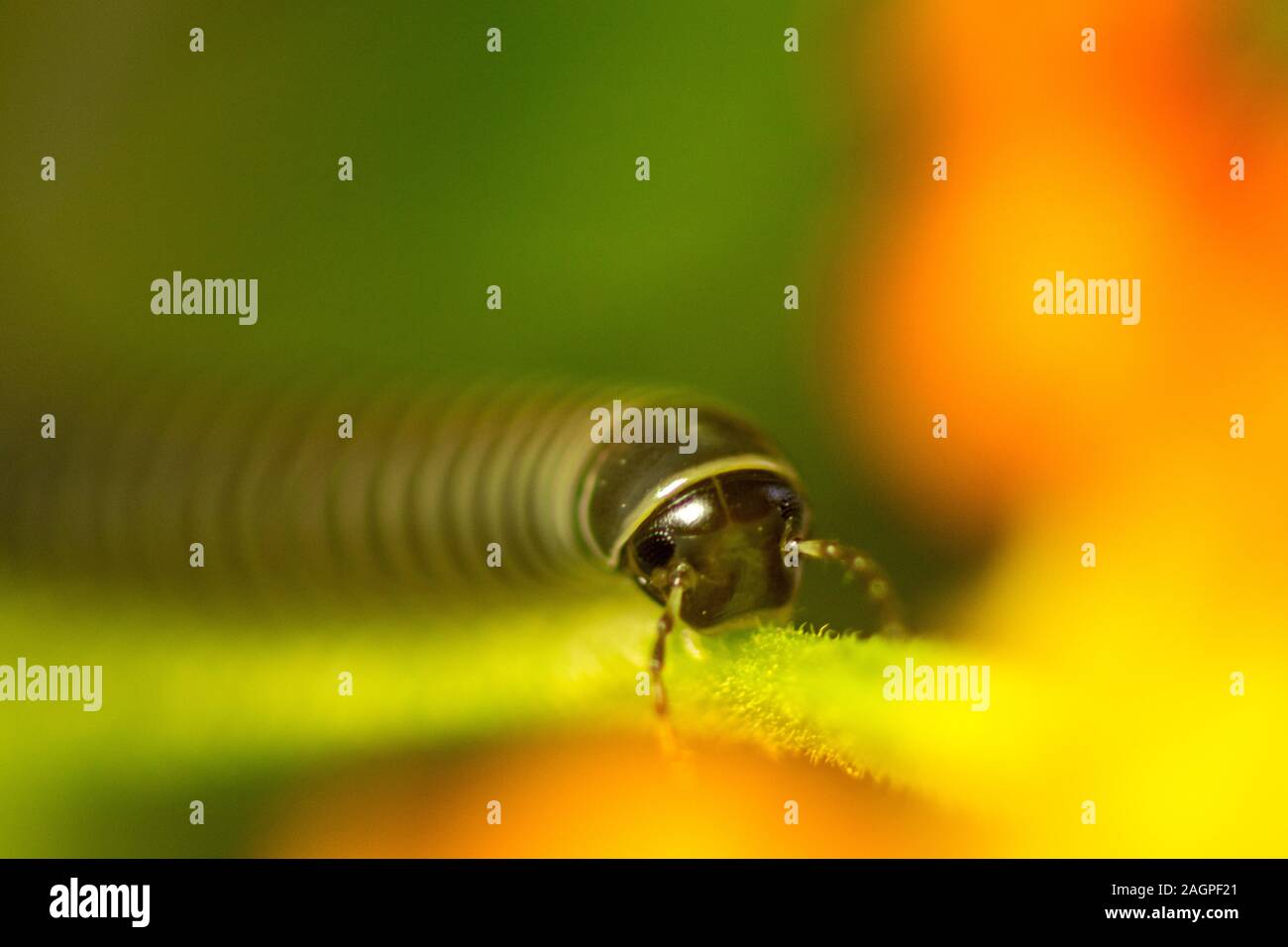 Black Diplopoda Arthropod High Resolution Stock Photography and Images ...