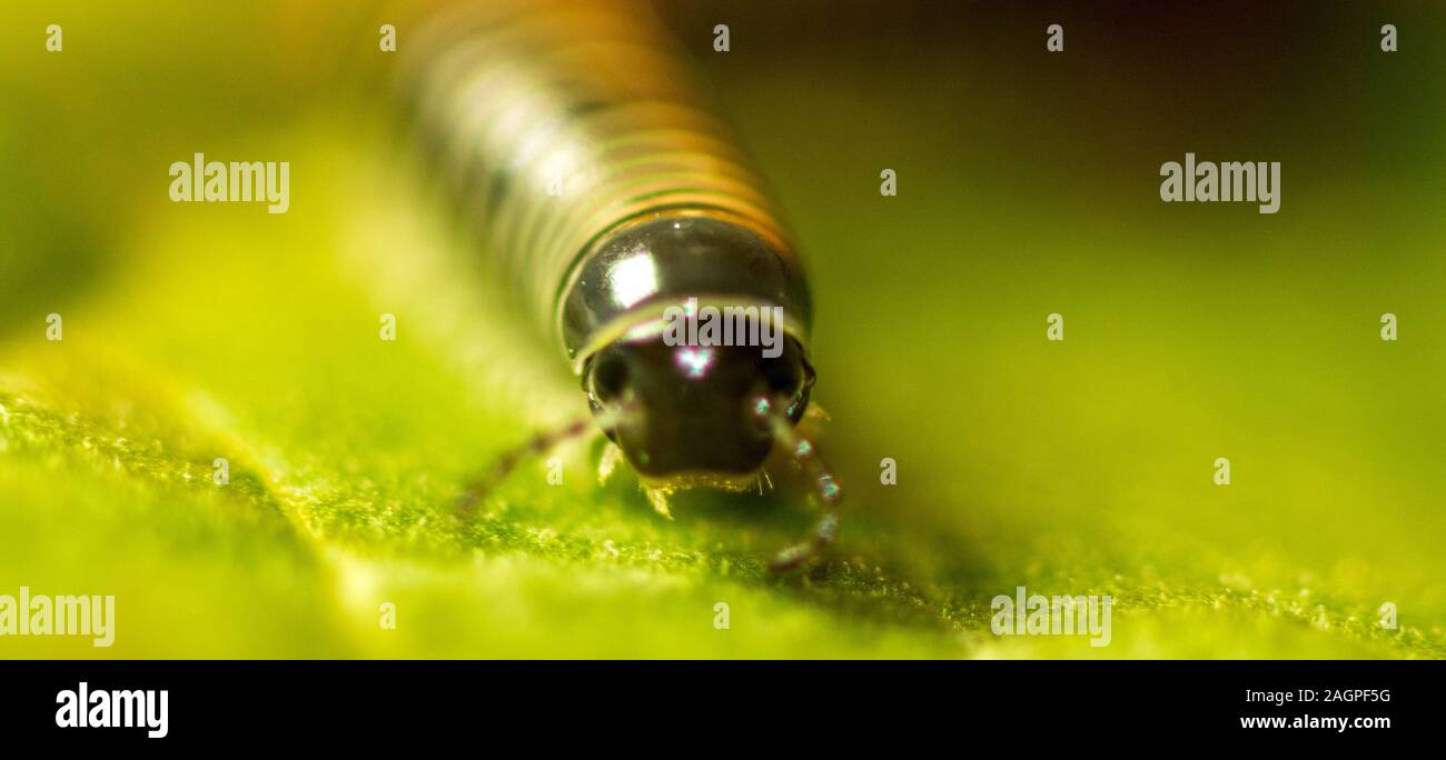 A closeup of a millipede insect with it's amazing armored body and lots ...