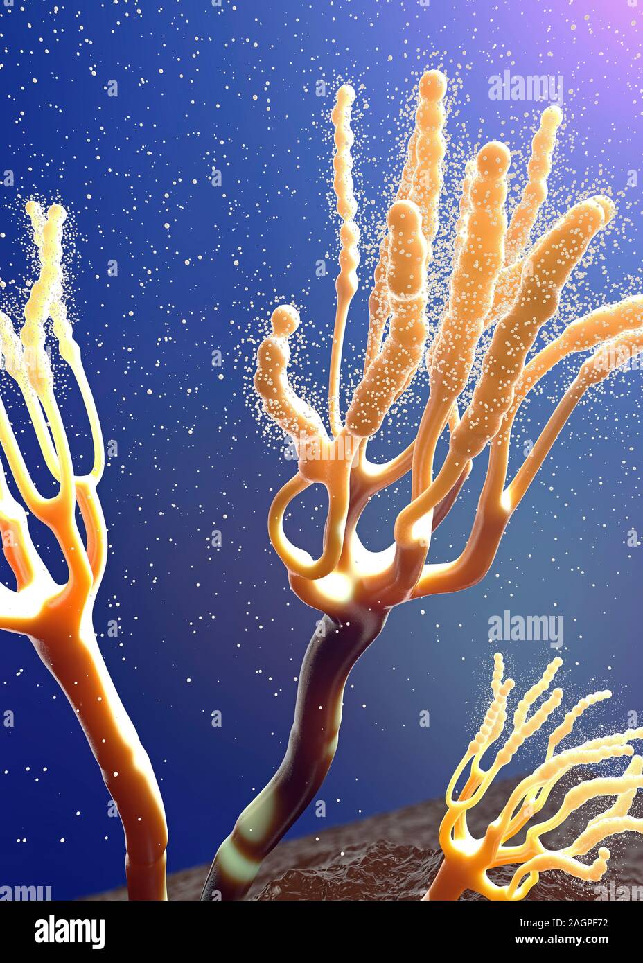 Fungus releasing spores, illustration Stock Photo - Alamy