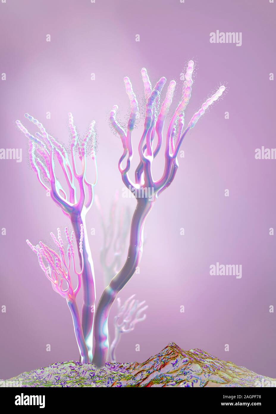 Fungus releasing spores, illustration Stock Photo - Alamy