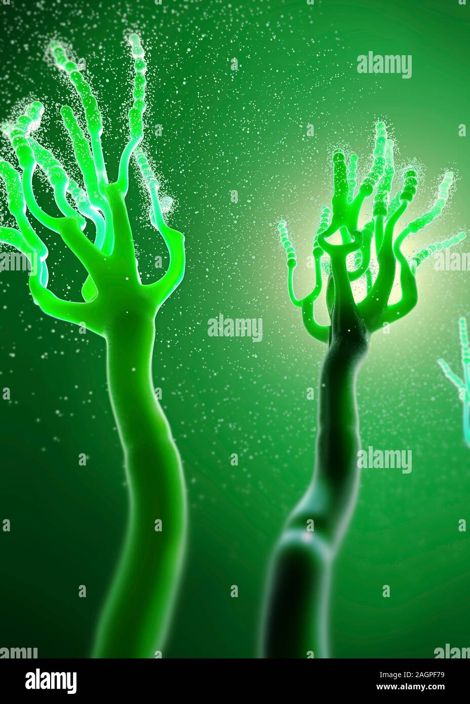 Fungus spores hi-res stock photography and images - Alamy