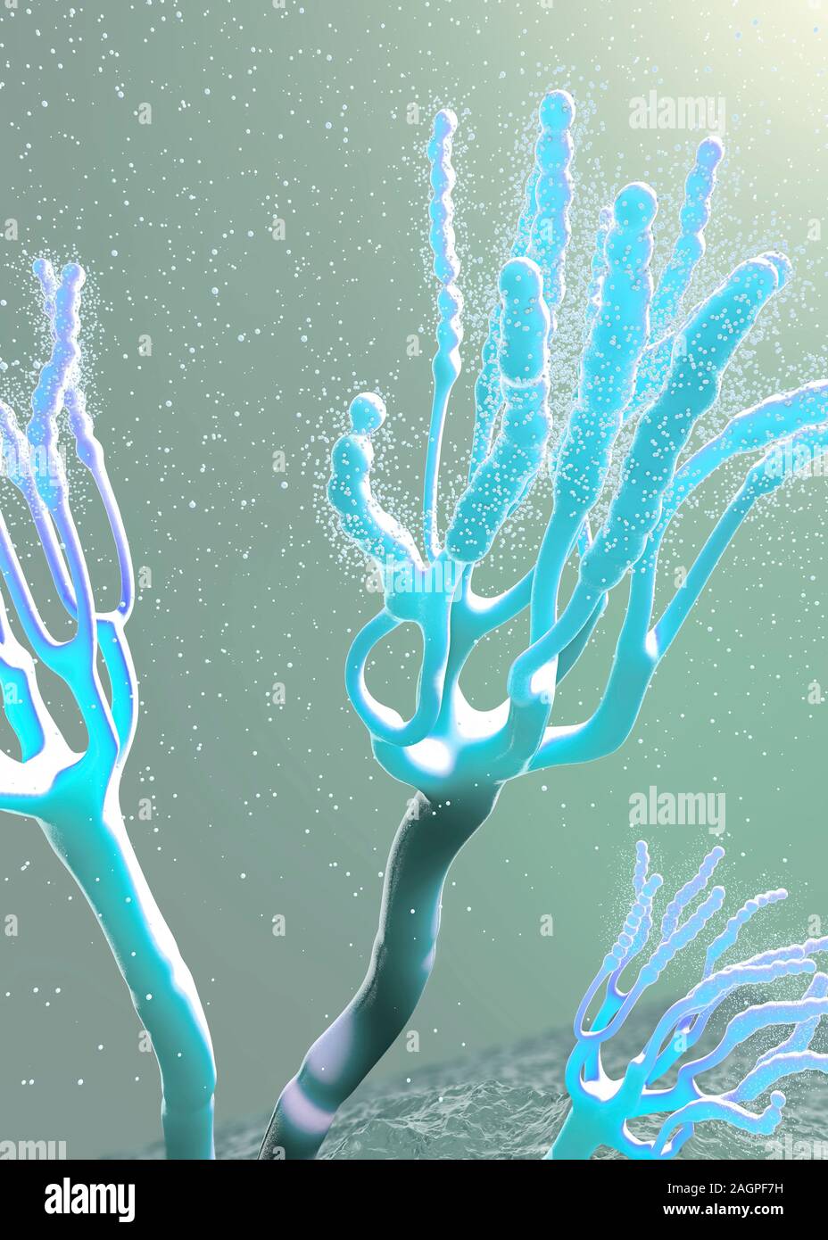 Fungus releasing spores, illustration Stock Photo - Alamy