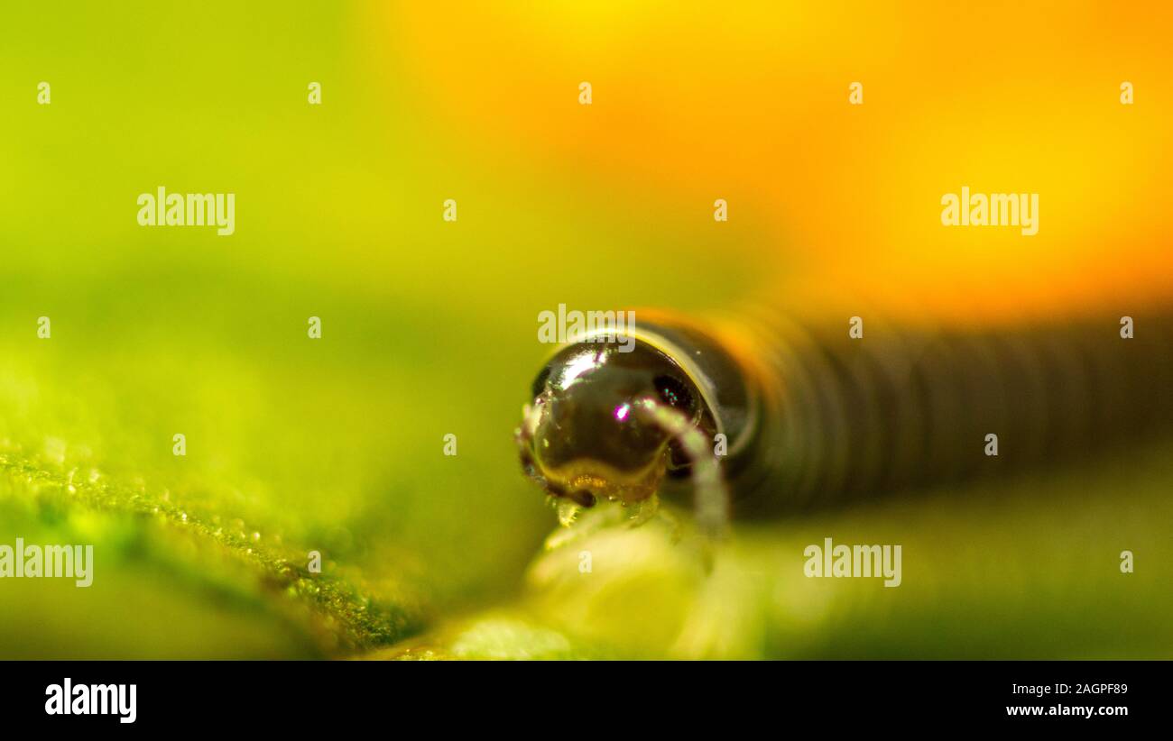 Black diplopoda arthropod hi-res stock photography and images - Alamy