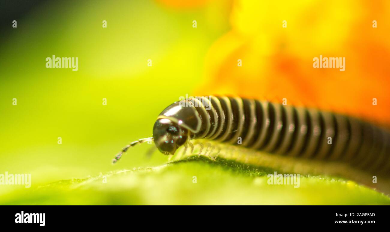 A closeup of a millipede insect with it's amazing armored body and lots ...