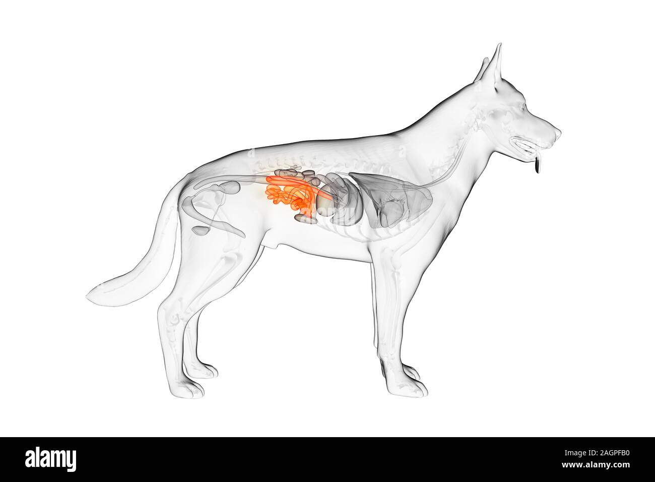 Dog small intestine, computer illustration Stock Photo - Alamy