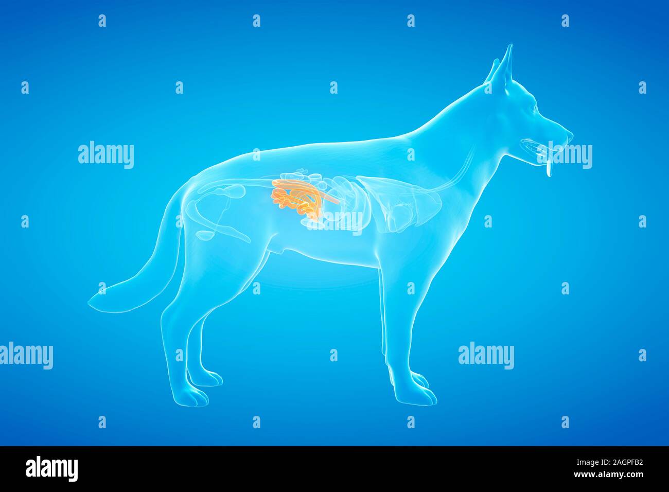 Dog small intestine, computer illustration Stock Photo - Alamy