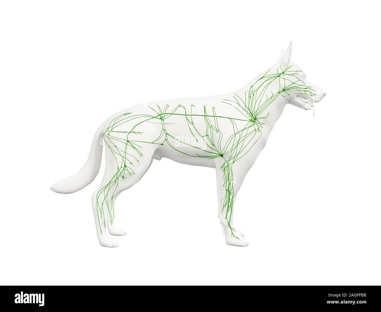 Dog lymphatic system, computer illustration Stock Photo - Alamy