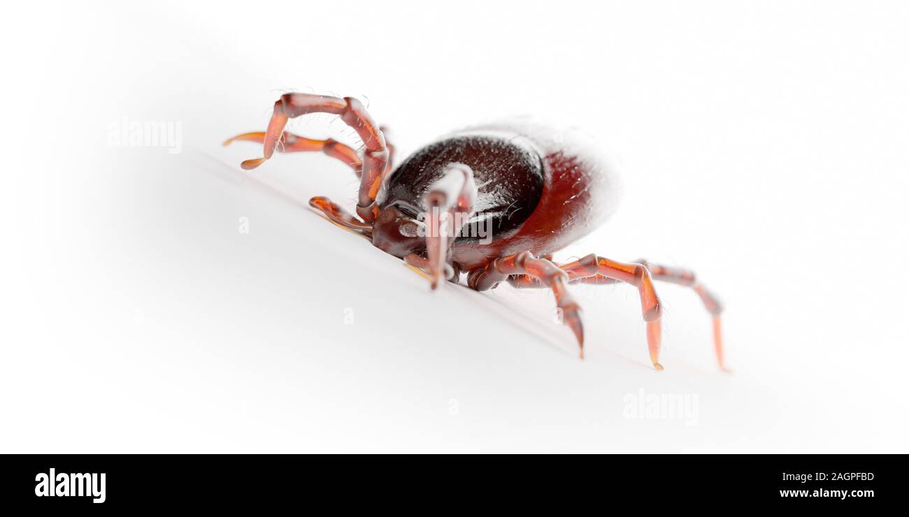 Tick, computer illustration Stock Photo - Alamy