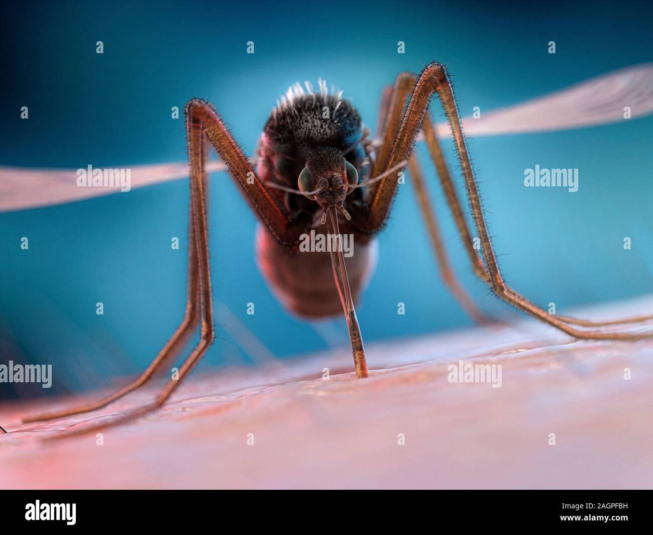 Mosquito feeding on a human, computer illustration Stock Photo - Alamy