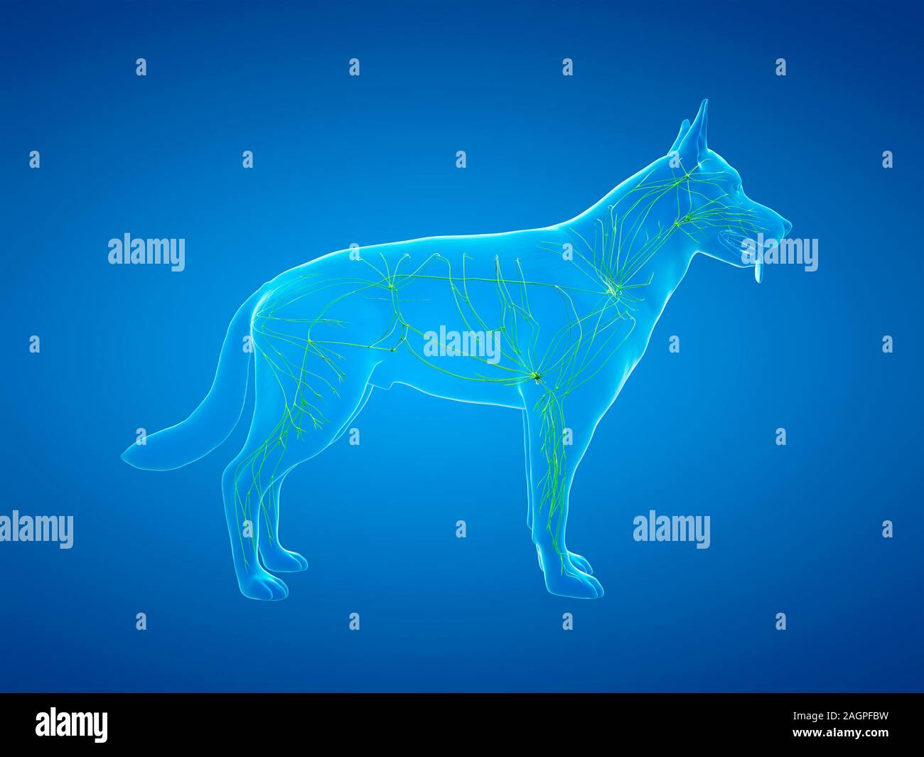 Dog lymphatic system hi-res stock photography and images - Alamy