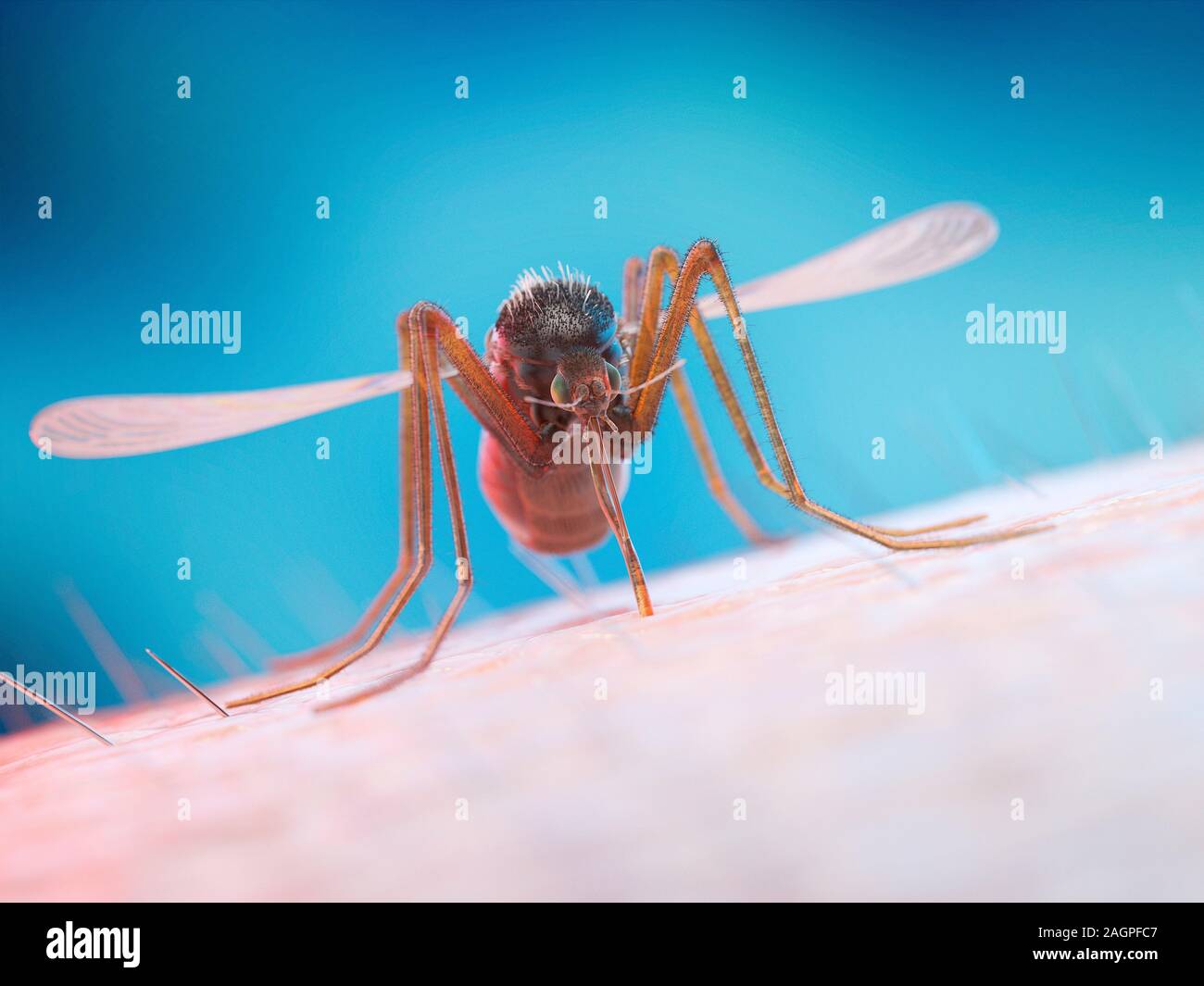 Mosquito feeding dengue hi-res stock photography and images - Alamy