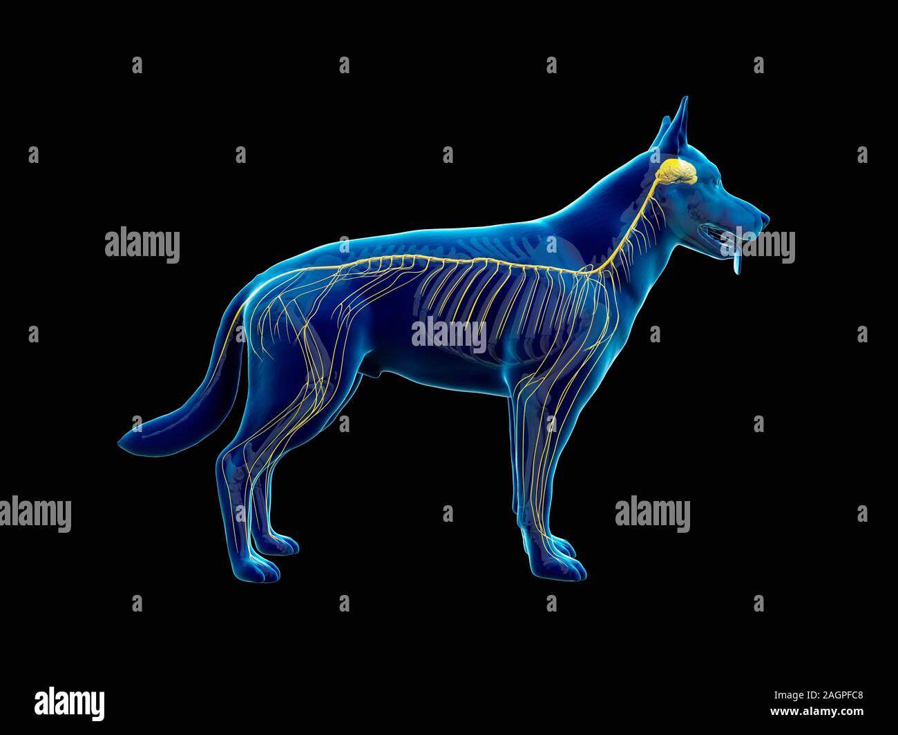 Dog nervous system, computer illustration Stock Photo - Alamy