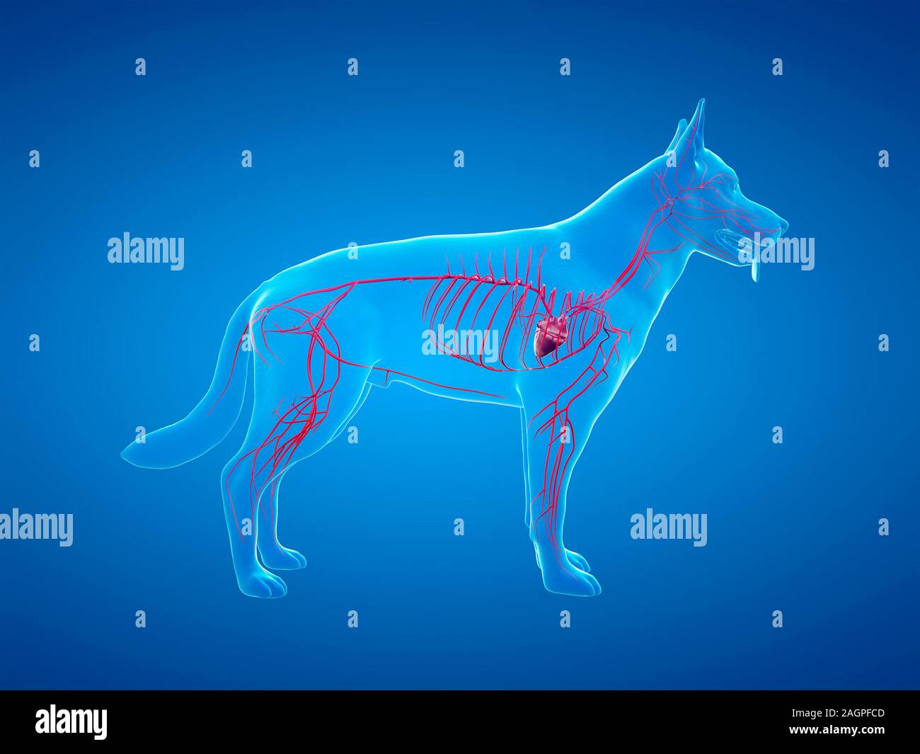 Dog arteries, computer illustration Stock Photo - Alamy