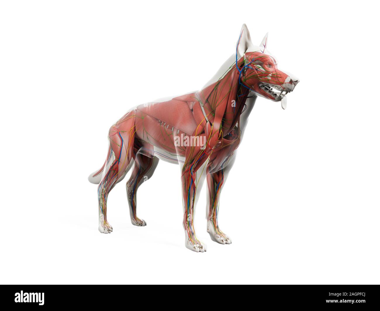 Dog muscular system hi-res stock photography and images - Alamy